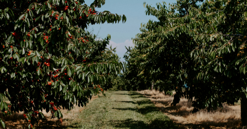 Kelowna cherry orchard owner seeks support to house 100 temporary ...