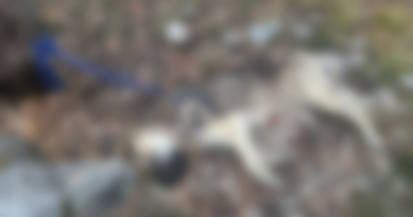 Shocking discovery of dog remains tied to tree in Okanagan triggers ...