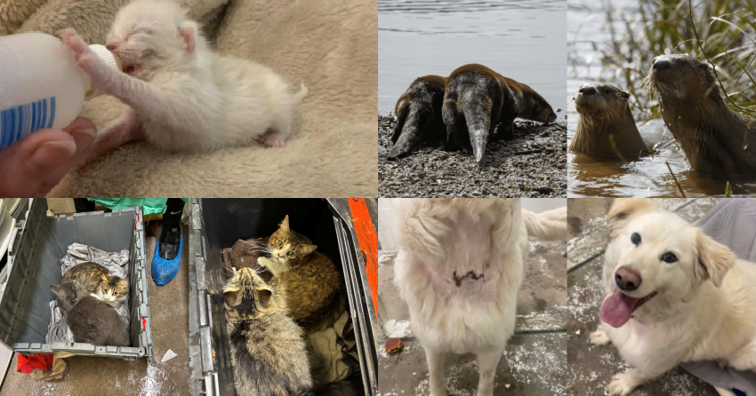 From rescues to forever homes: BC SPCA's top heartwarming success ...