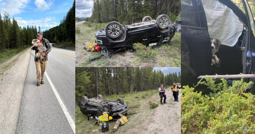 Dog that went missing after crash near Big White found safe after 3 days
