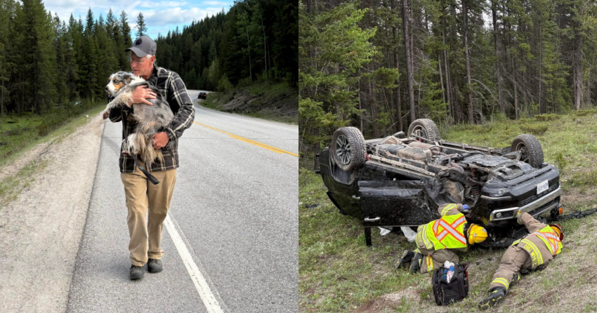 Dog that went missing after crash near Big White found safe after 3 days