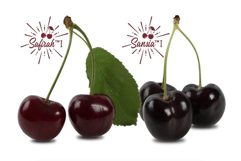 Exciting and new Okanagan-developed cherries make their world debut