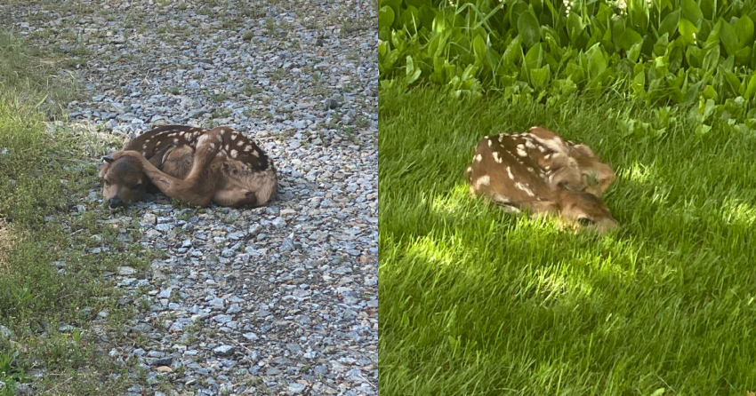 ‘Fawn-napped’: People urged to leave fawns alone in the Okanagan