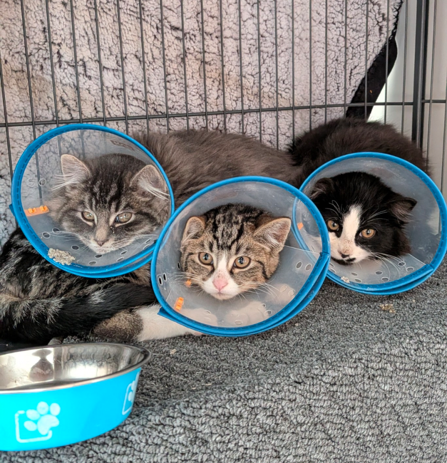 OHS launches 'Spay It Forward' campaign to tackle growing pet ...