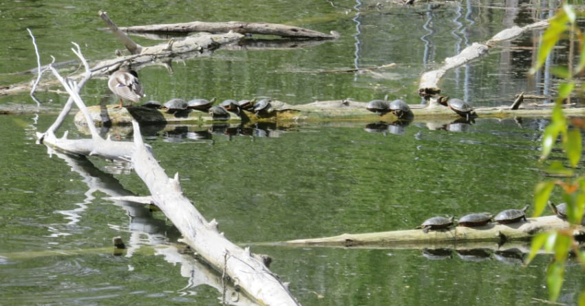 Kelowna weather: Sunny and warm conditions, high of 24ºC