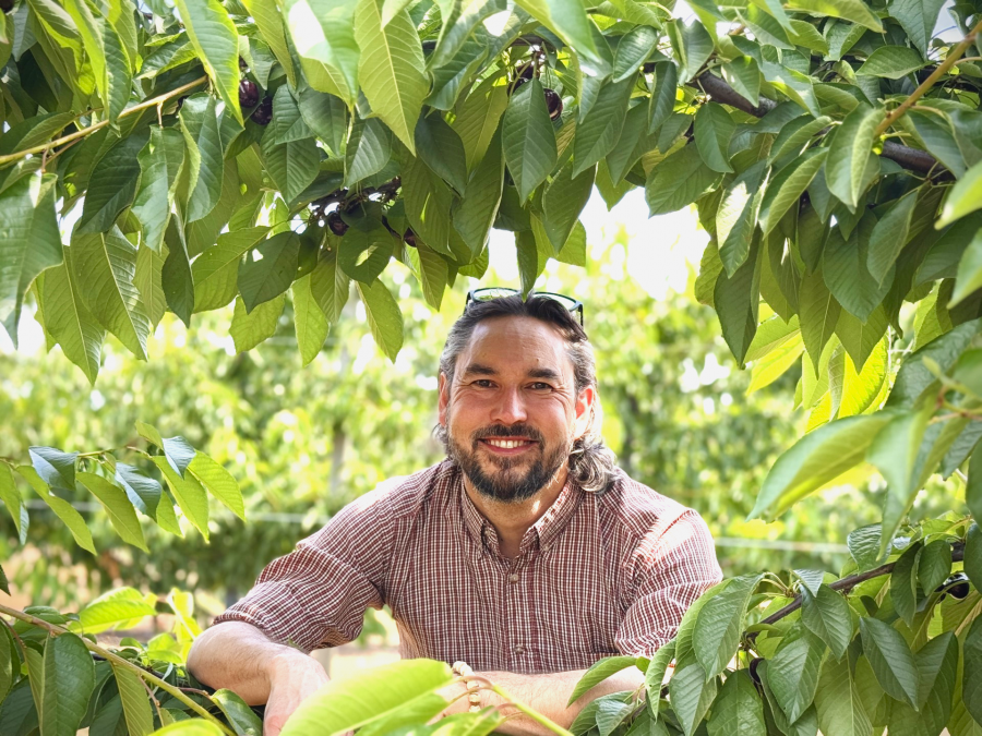 Exciting and new Okanagan-developed cherries make their world debut