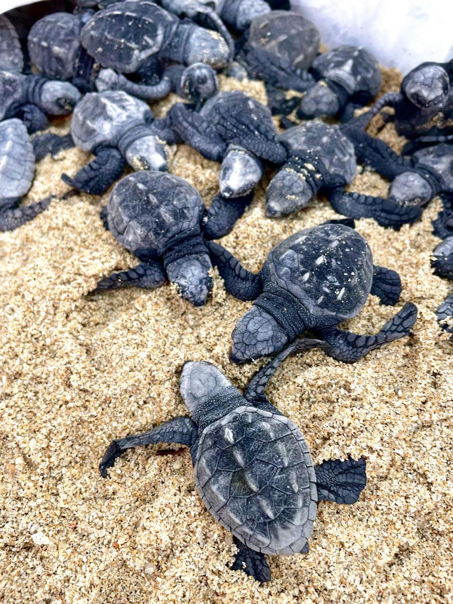 Releasing baby turtles in Mexico is bucket-list breathtaking