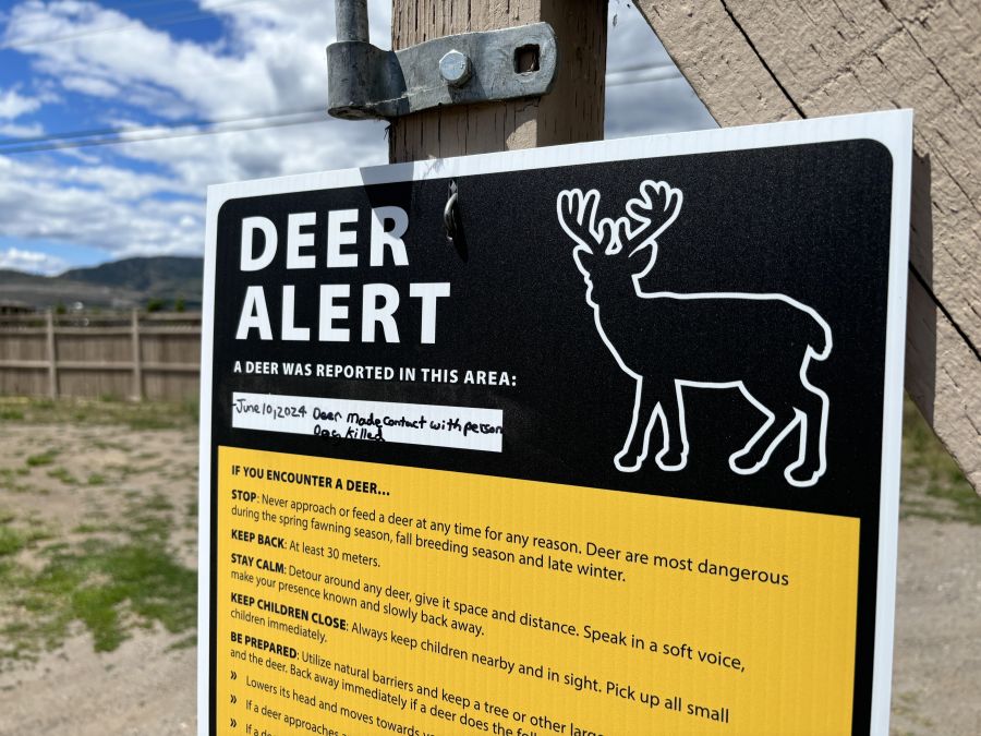 VIDEO: Woman recounts harrowing, fatal deer attack in West Kelowna