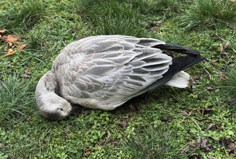What do you do when a goose dies in your backyard, amid concerns about ...