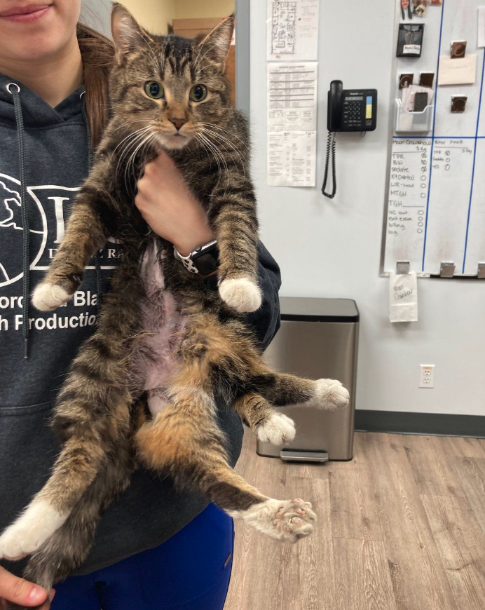 Cat born with 6 legs on the mend after surgery