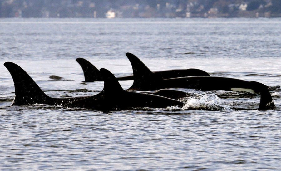 In good news for J-pod, killer whale calf is a female