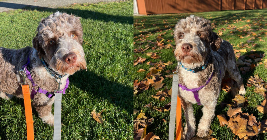 ‘We are really relying on our community here’: Paws It Forward still ...