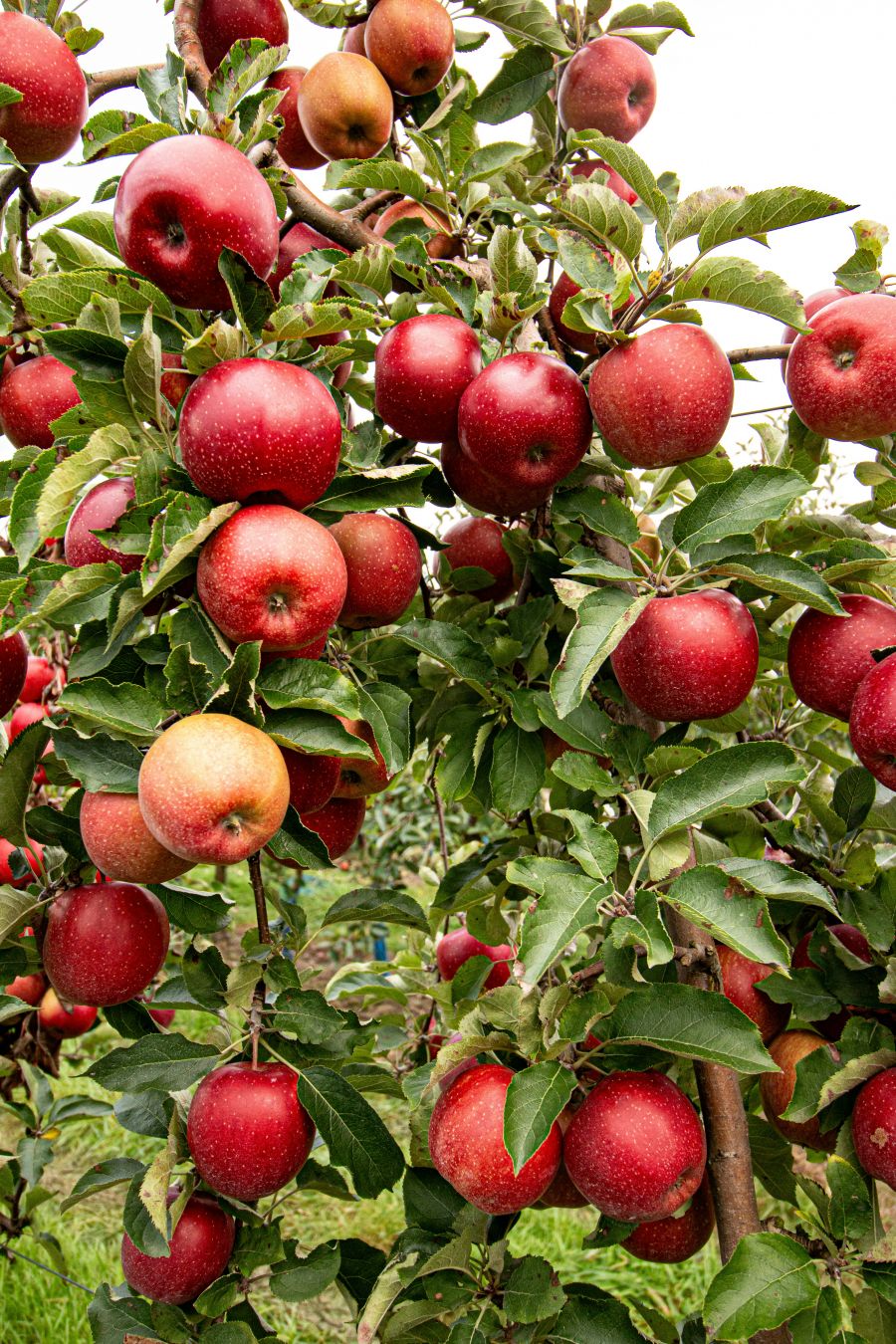 Water restrictions could kill Okanagan orchards and cost farmers $250M