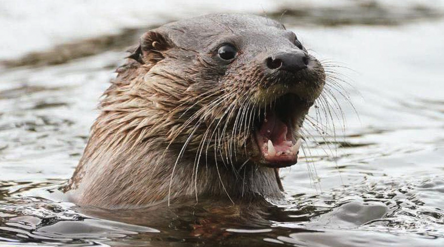 Boy, 10, attacked by otter in ‘unusual and rare’ incident at BC ...