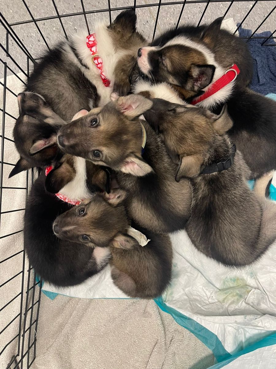Okanagan Humane Society has already taken in 42 dogs and puppies in 2026