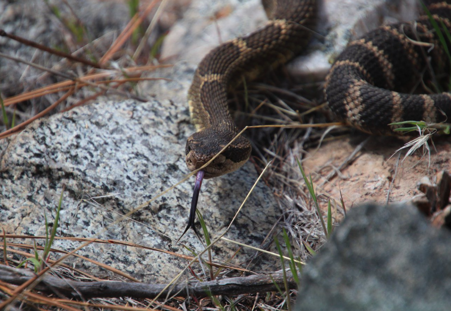 Ottawa commits funding to study Okanagan rattlesnakes