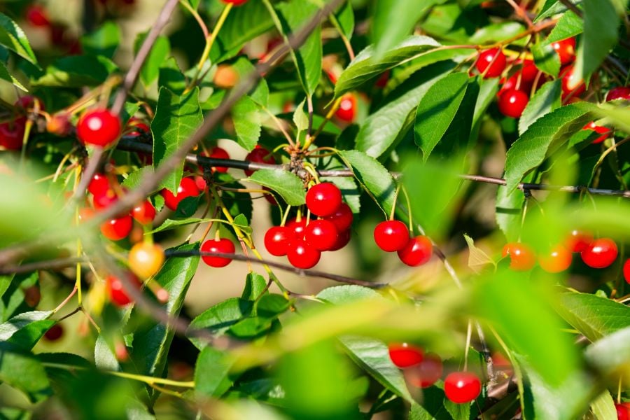 Water restrictions could kill Okanagan orchards and cost farmers $250M