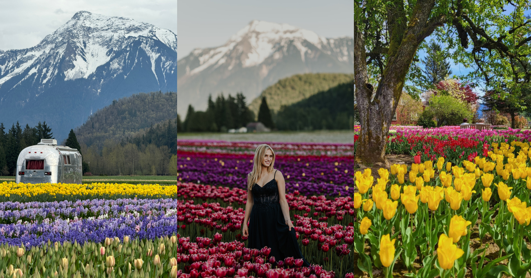 Canada’s largest tulip festival will bloom in BC starting April 10